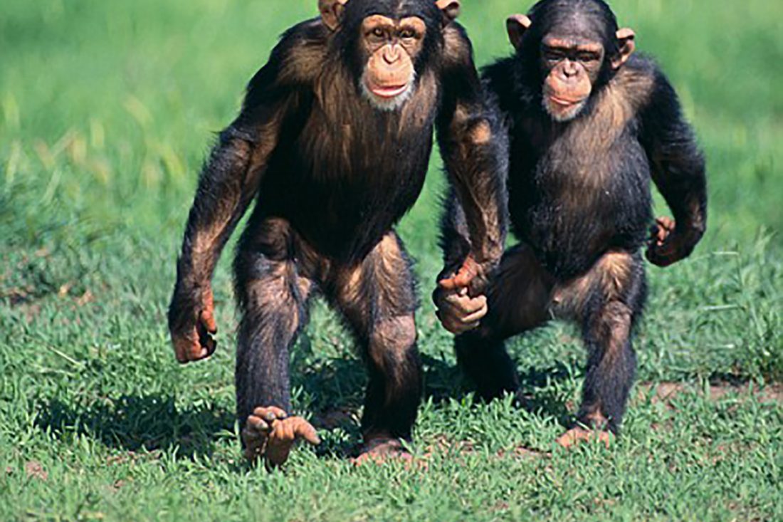 Primate communication and human language | MIT Global Languages